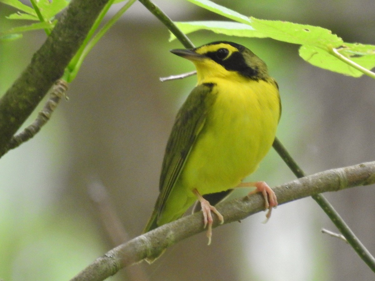 eBird Checklist - 12 May 2023 - Blue Rock State Forest - 43 species