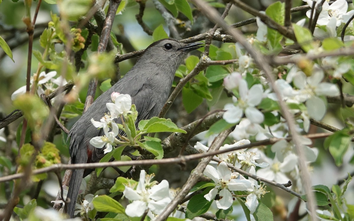 Gray Catbird - Dumetella carolinensis - Media Search - Macaulay Library and eBird
