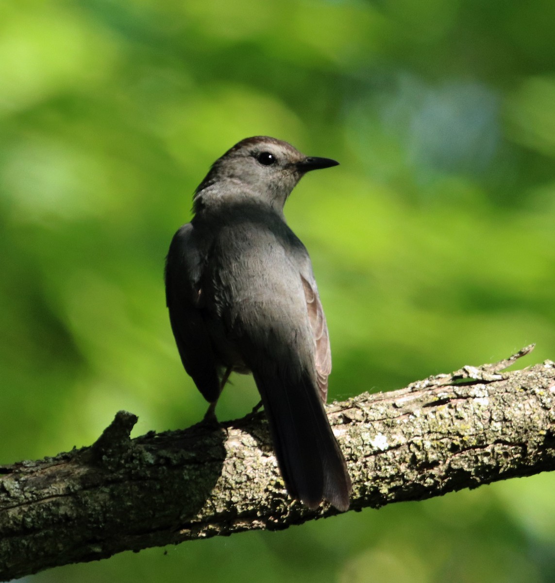 Gray Catbird - Dumetella carolinensis - Media Search - Macaulay Library and eBird