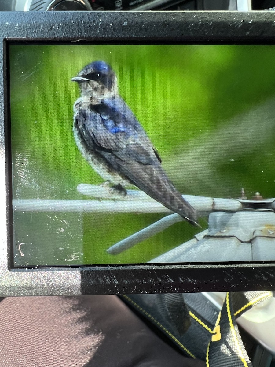 eBird Checklist - 15 May 2023 - Shawangunk Grasslands NWR - 34 species