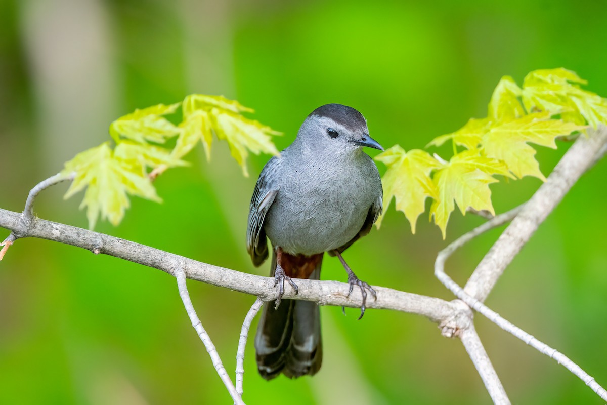 Gray Catbird - Dumetella carolinensis - Media Search - Macaulay Library and eBird