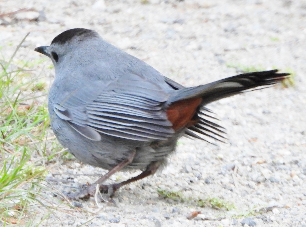 Gray Catbird - Dumetella carolinensis - Media Search - Macaulay Library and eBird