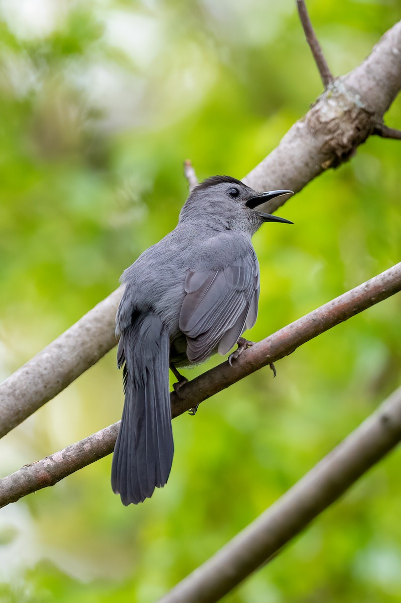 Gray Catbird - Dumetella carolinensis - Media Search - Macaulay Library and eBird