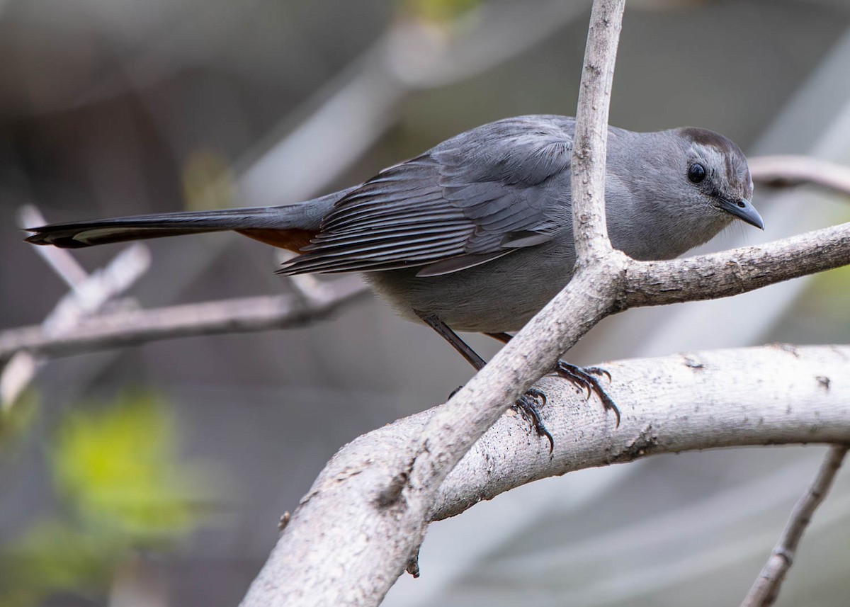 Gray Catbird - Dumetella carolinensis - Media Search - Macaulay Library and eBird