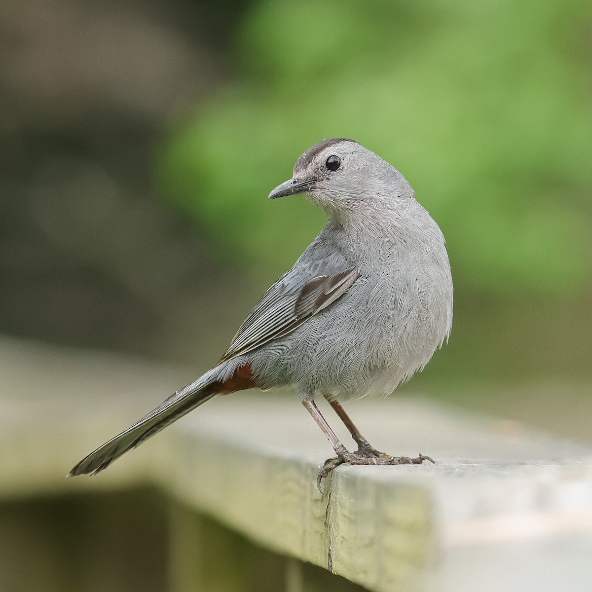Gray Catbird - Dumetella carolinensis - Media Search - Macaulay Library and eBird