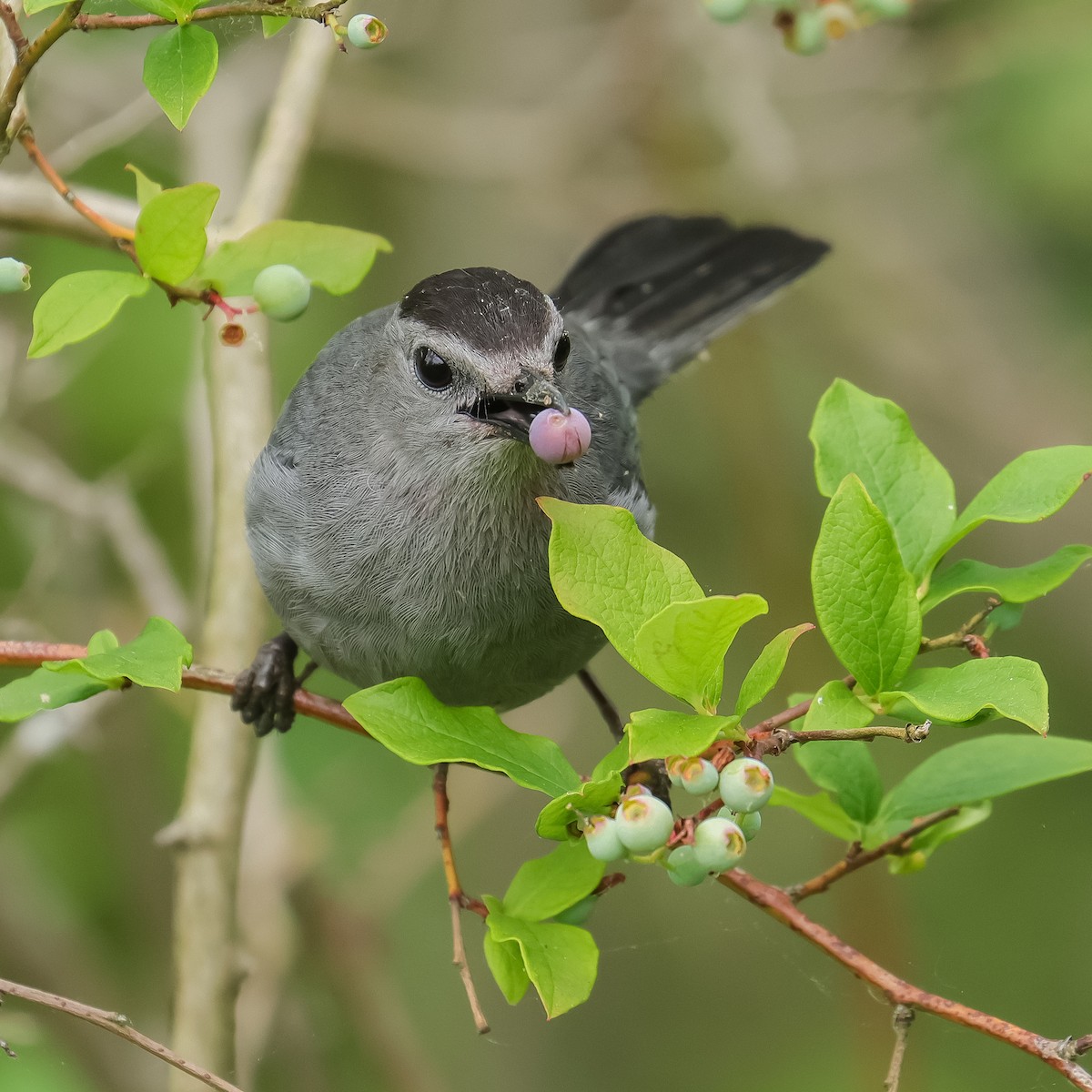 Gray Catbird - Dumetella carolinensis - Media Search - Macaulay Library and eBird