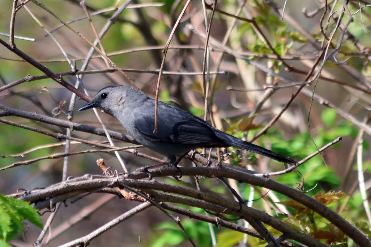 Gray Catbird - Dumetella carolinensis - Media Search - Macaulay Library and eBird
