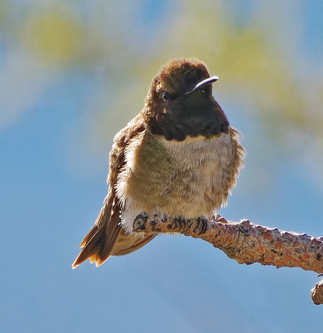 eBird Checklist - 15 May 2023 - Crick Ave. Greenbelt - 21 species (+2 ...