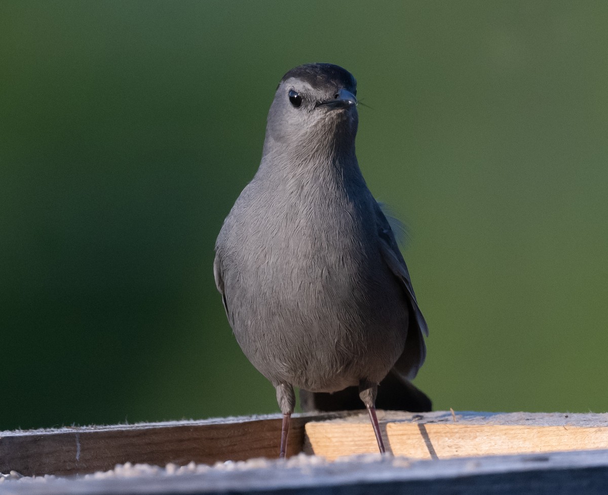 Gray Catbird - Dumetella carolinensis - Media Search - Macaulay Library and eBird