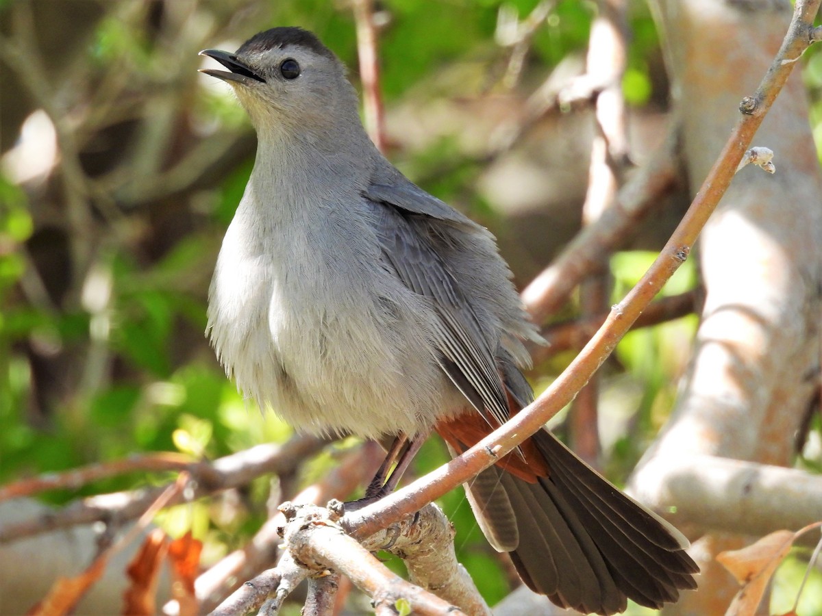Gray Catbird - Dumetella carolinensis - Media Search - Macaulay Library and eBird