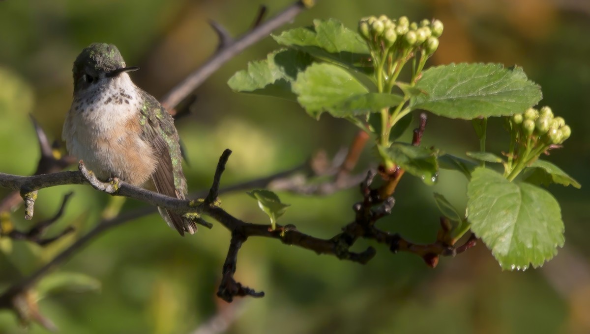eBird Checklist - 15 May 2023 - Conboy Lake NWR - 53 species