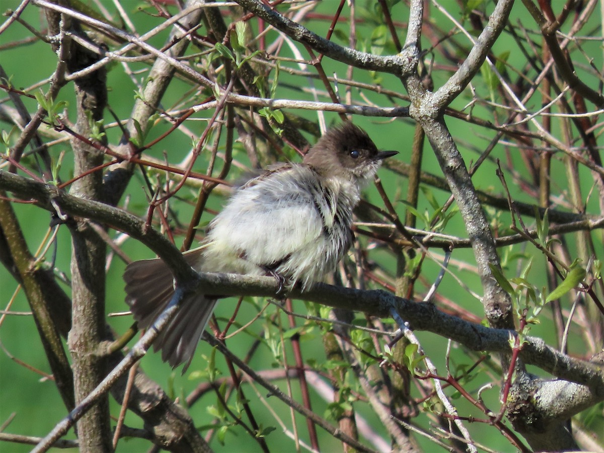 eBird Checklist - 15 May 2023 - hwy W wetlands, mt. calvary - 8 species