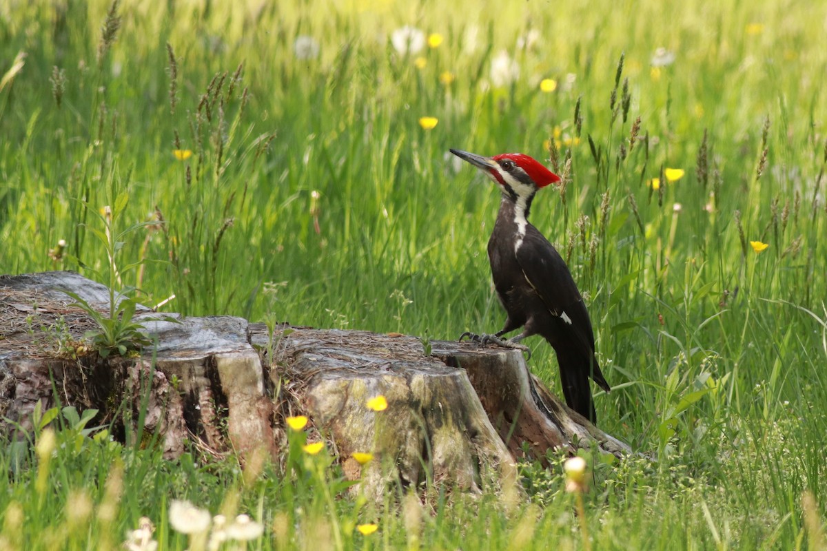 eBird Checklist - 15 May 2023 - Donegal Lake - 56 species