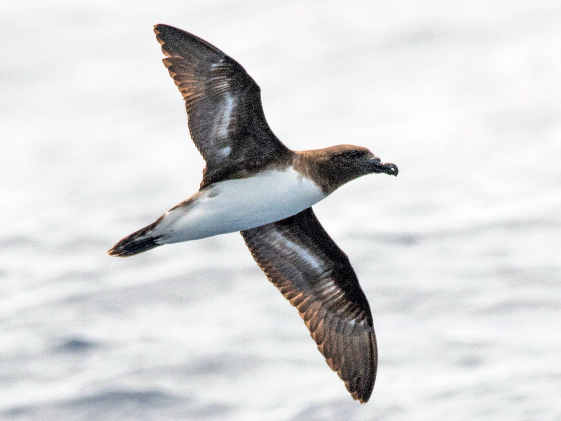 Tahiti Petrel - eBird