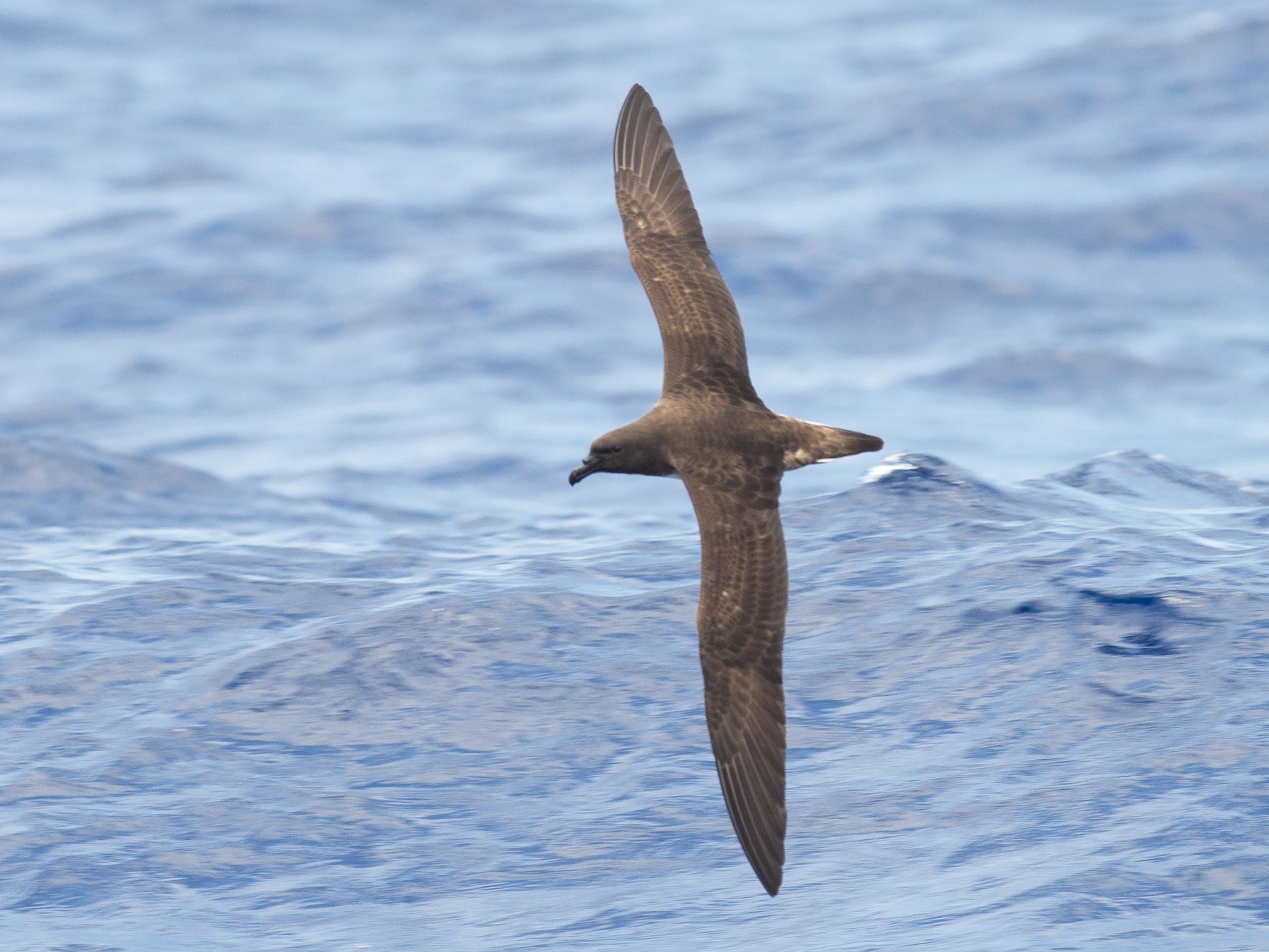 Tahiti Petrel - eBird