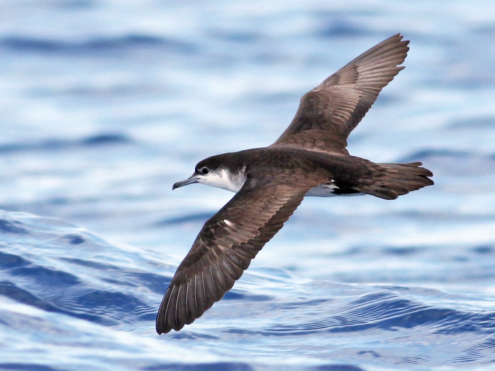 Audubon's Shearwater - eBird