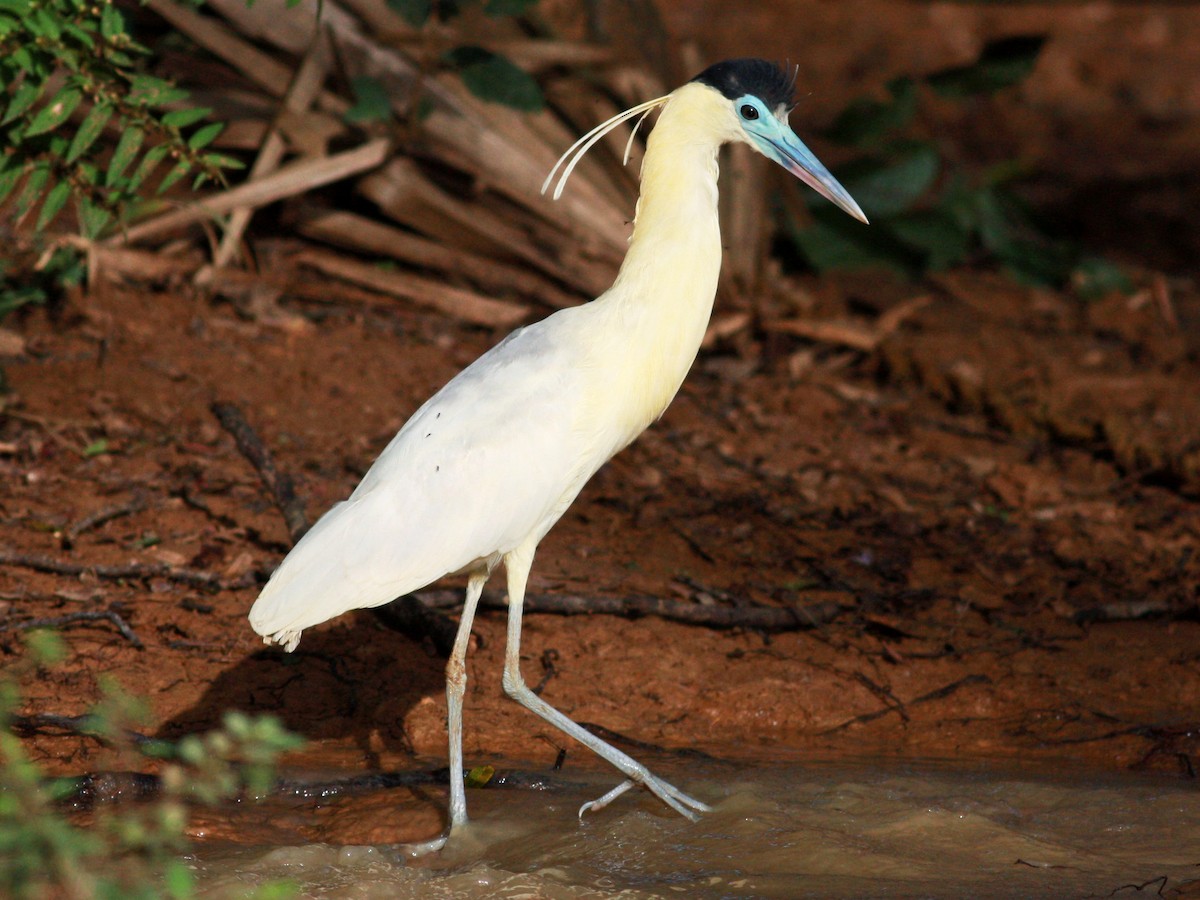 Capped Heron - Pilherodius pileatus - Birds of the World