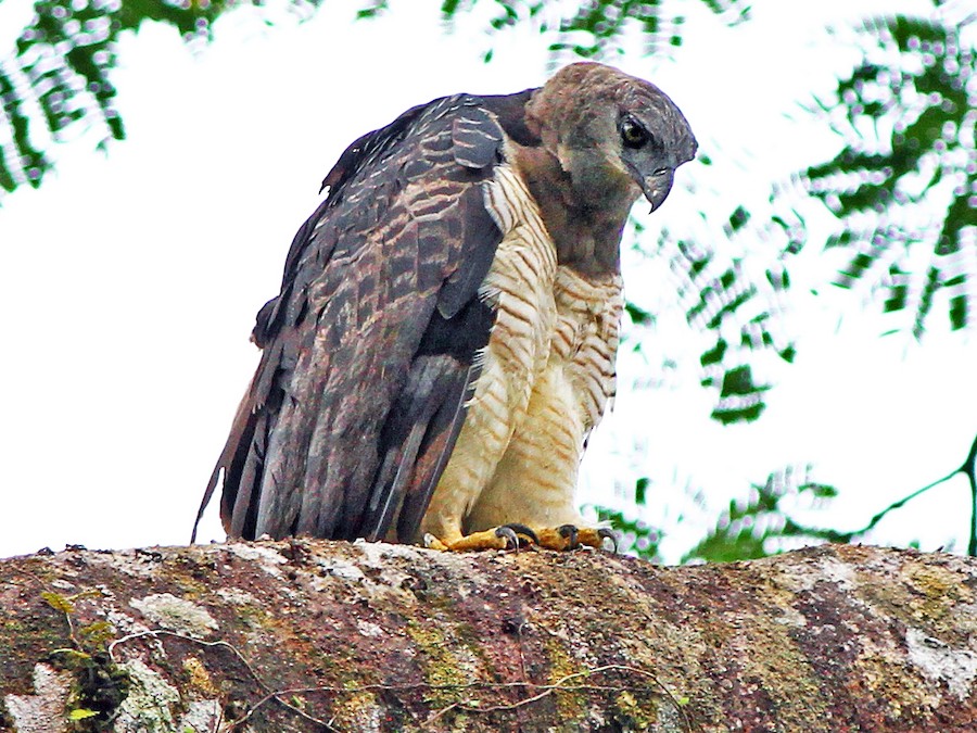Crested Eagle - eBird
