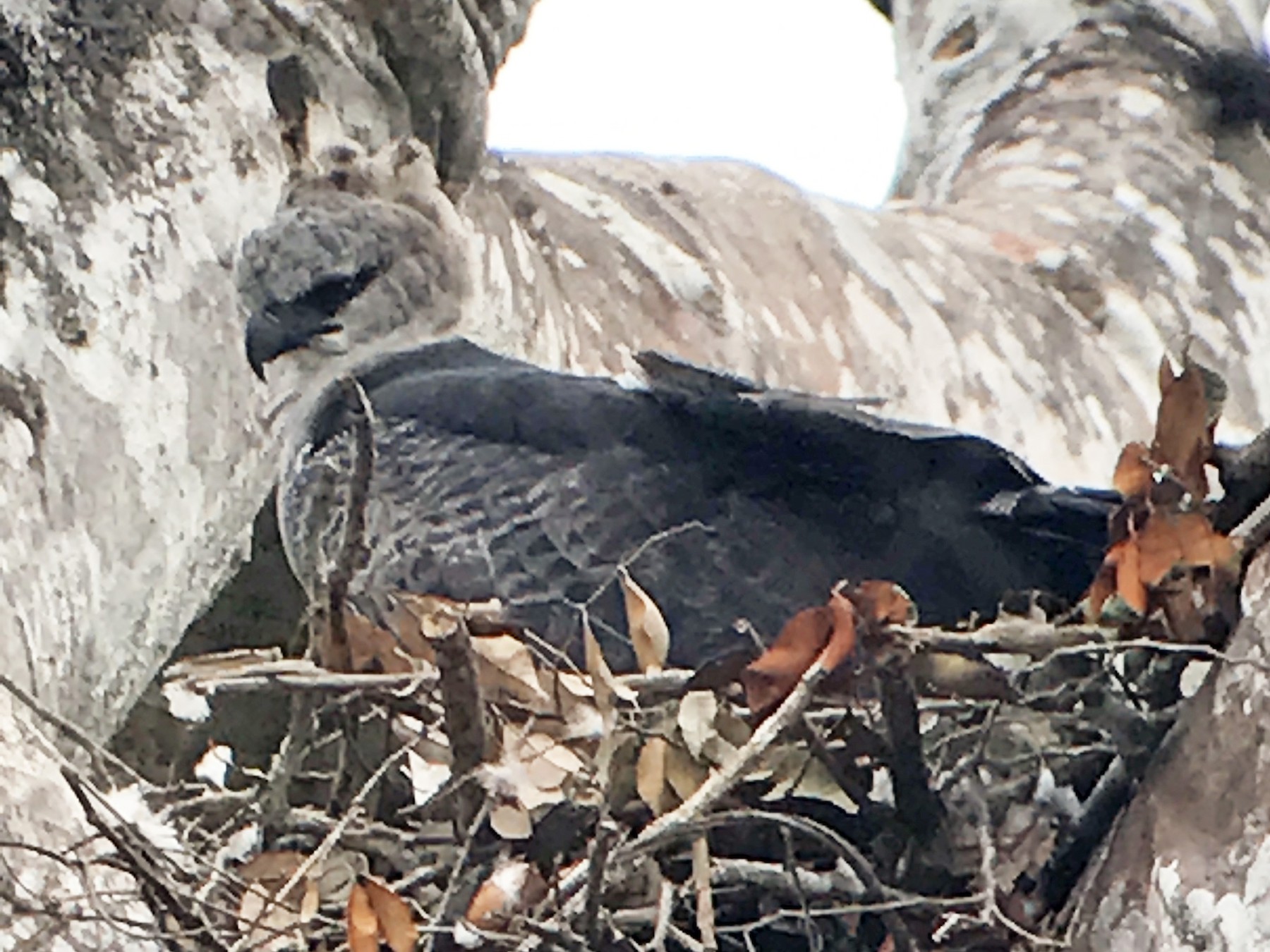 Crested Eagle - eBird