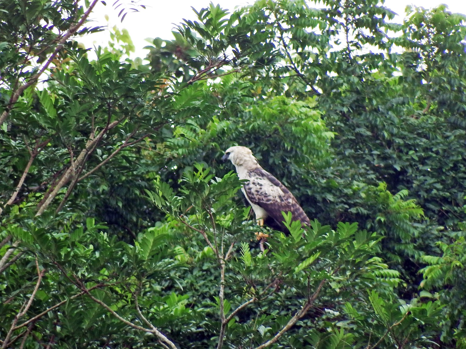 Crested Eagle - eBird