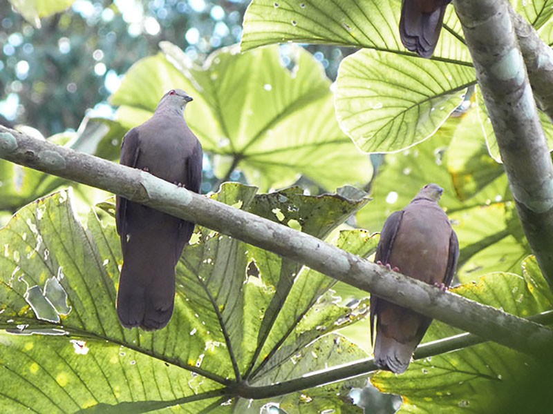 Dusky Pigeon - eBird