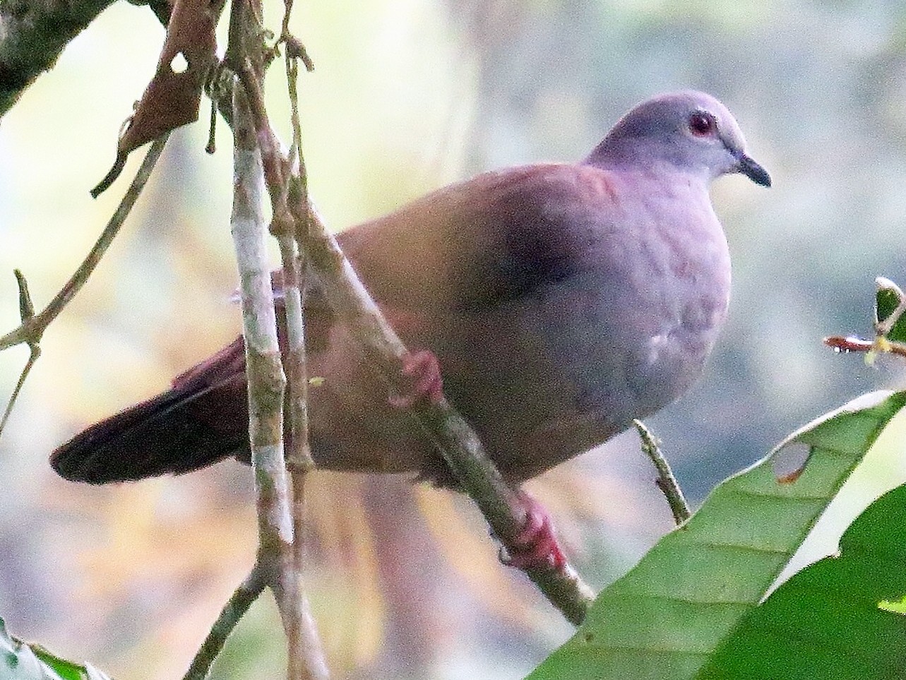 Dusky Pigeon - eBird