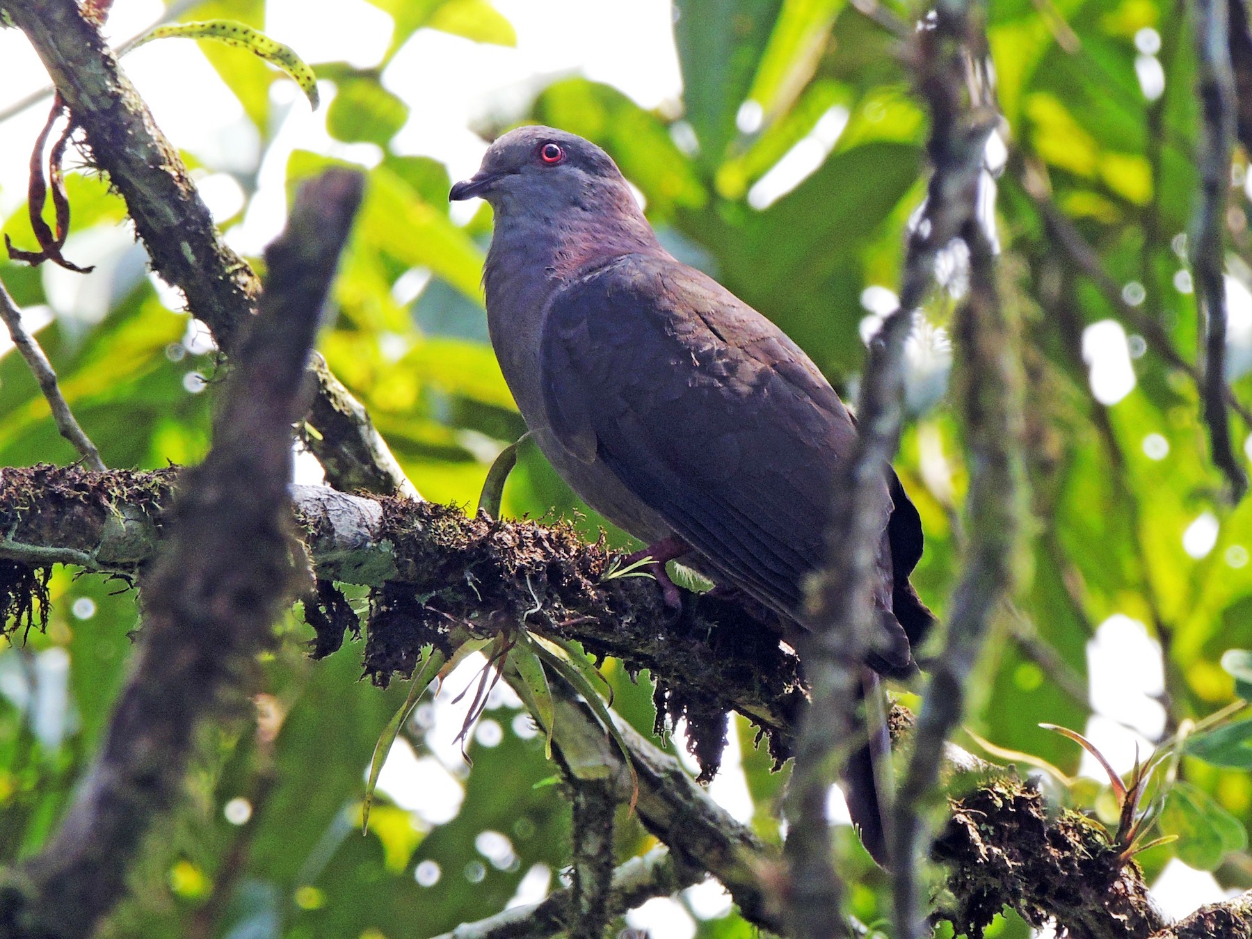 Dusky Pigeon - eBird