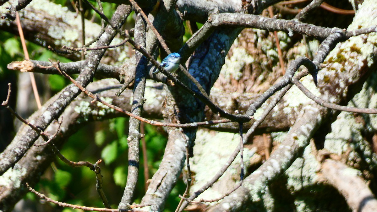 eBird Checklist - 14 May 2023 - Blue Ridge Parkway--Sunset Field - 30 ...