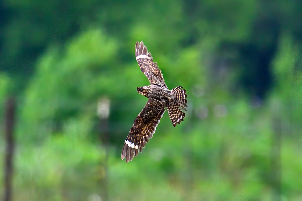 eBird Checklist - 15 May 2023 - Platt Lane (Travis Co.) - 55 species ...