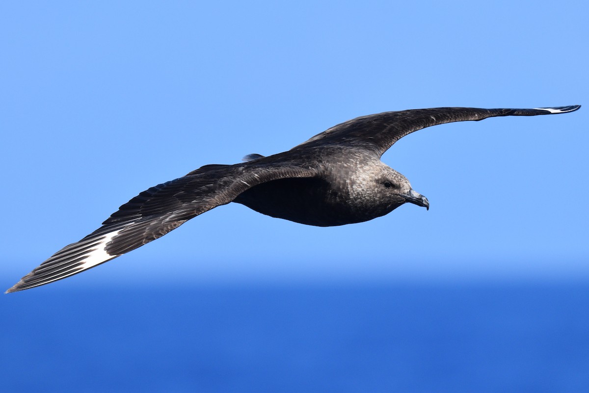 eBird Checklist - 14 May 2023 - Offshore, South of Bermuda - 3 species