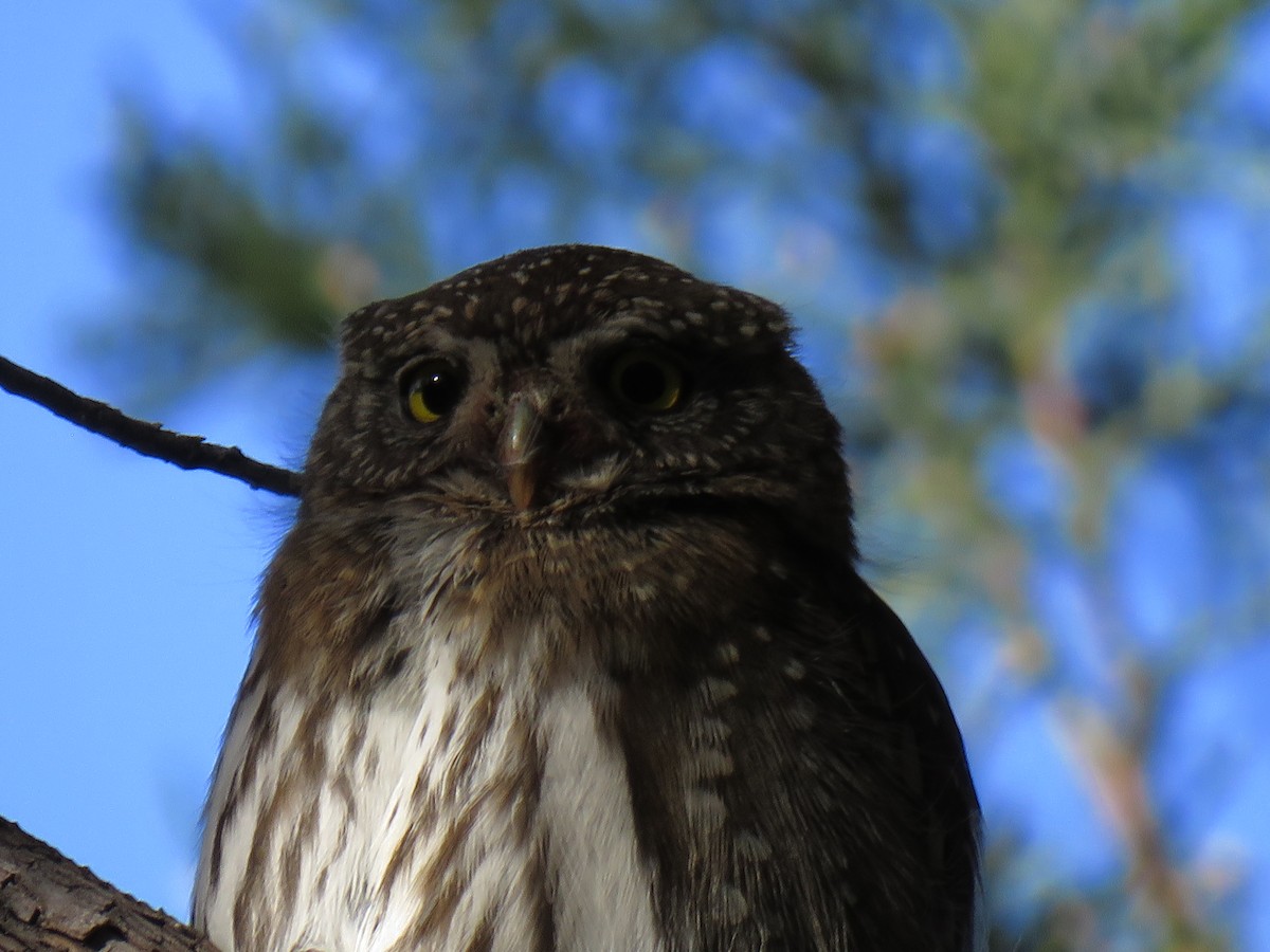 eBird Checklist - 12 Apr 2023 - Madera Canyon--Santa Rita Lodge - 2 species