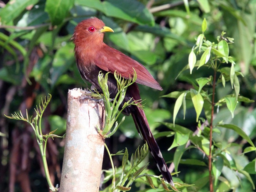 Little Cuckoo - eBird
