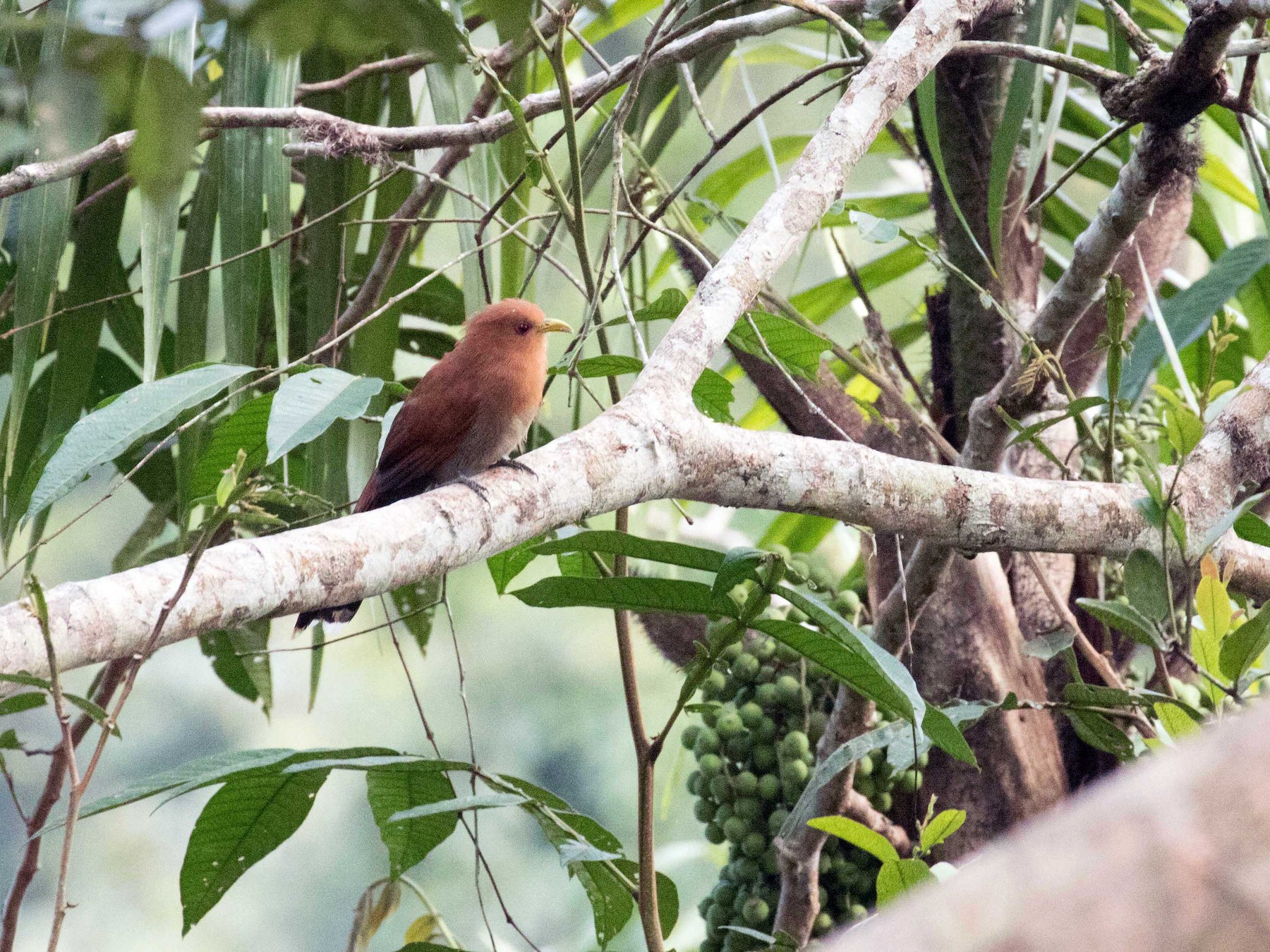 Little Cuckoo - eBird
