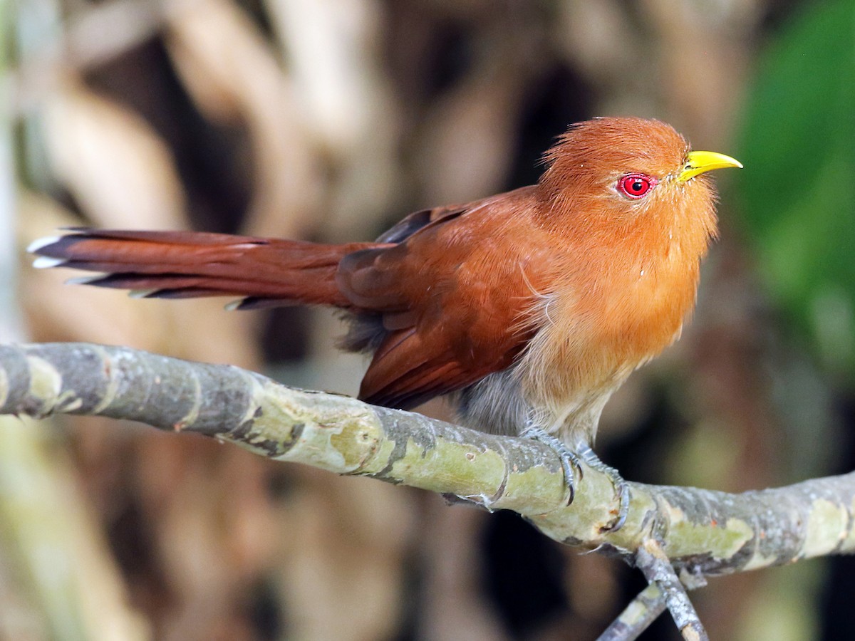 Little Cuckoo - Coccycua minuta - Birds of the World