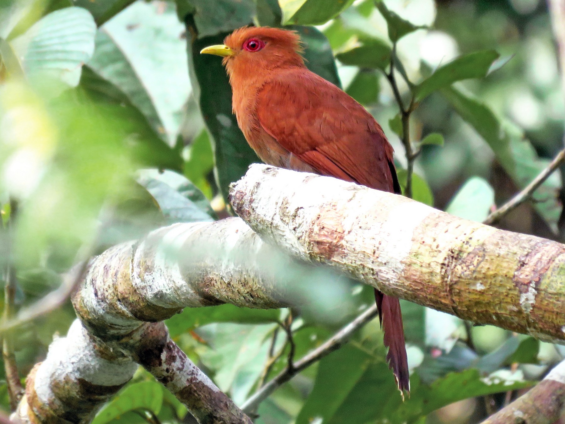 Little Cuckoo - eBird