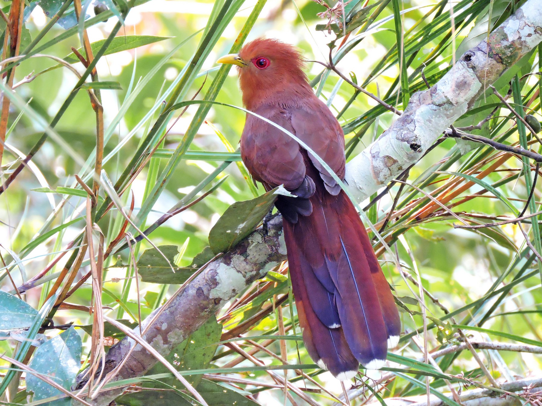 Little Cuckoo - eBird