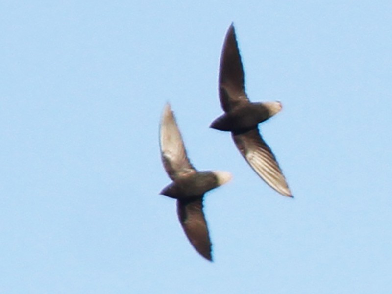 Short-tailed Swift - eBird