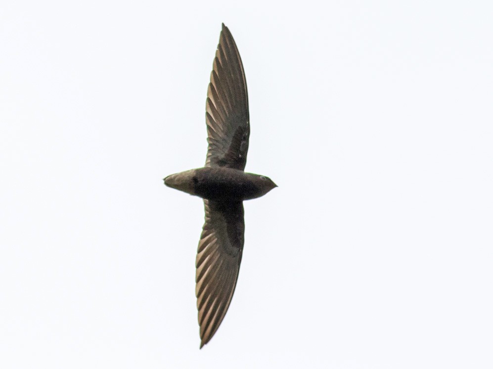 Short-tailed Swift - eBird