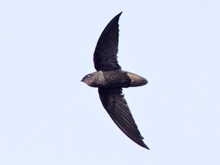 Short-tailed Swift - eBird