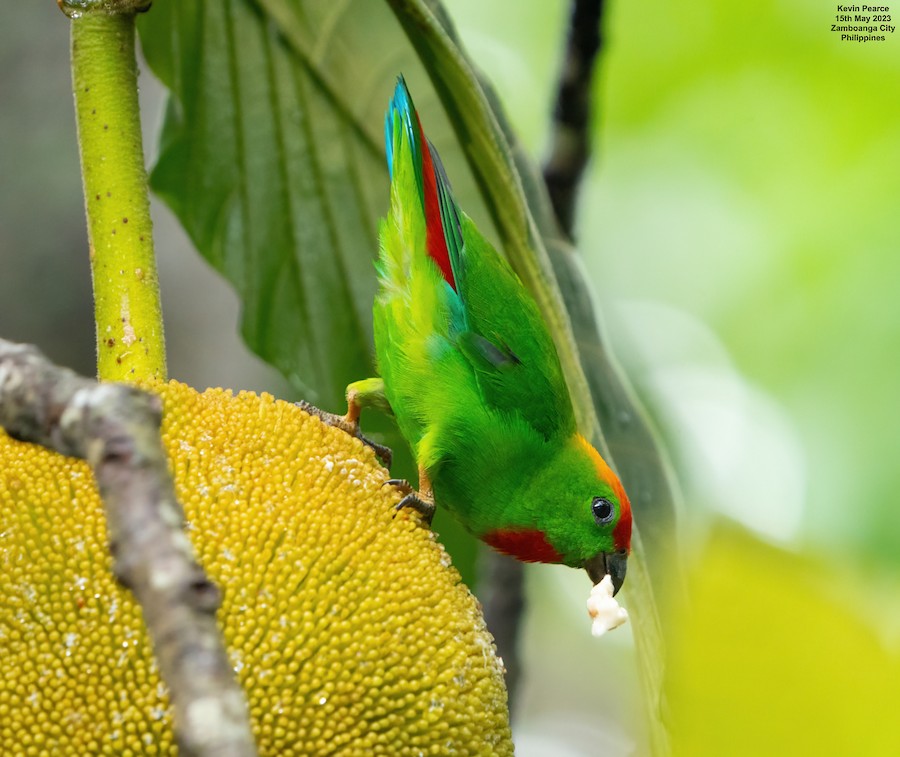black-billed hanging-parrot - eBird