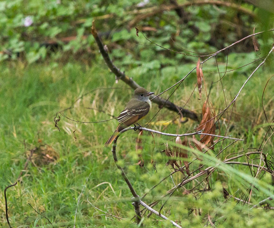 eBird Checklist - 14 Sep 2014 - Holt Paradise Pond, Port Aransas - 9 species (+2 other taxa)