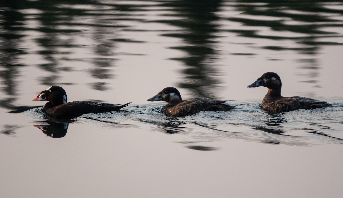 eBird Checklist - 16 May 2023 - Banff National Park--Herbert Lake - 13 ...