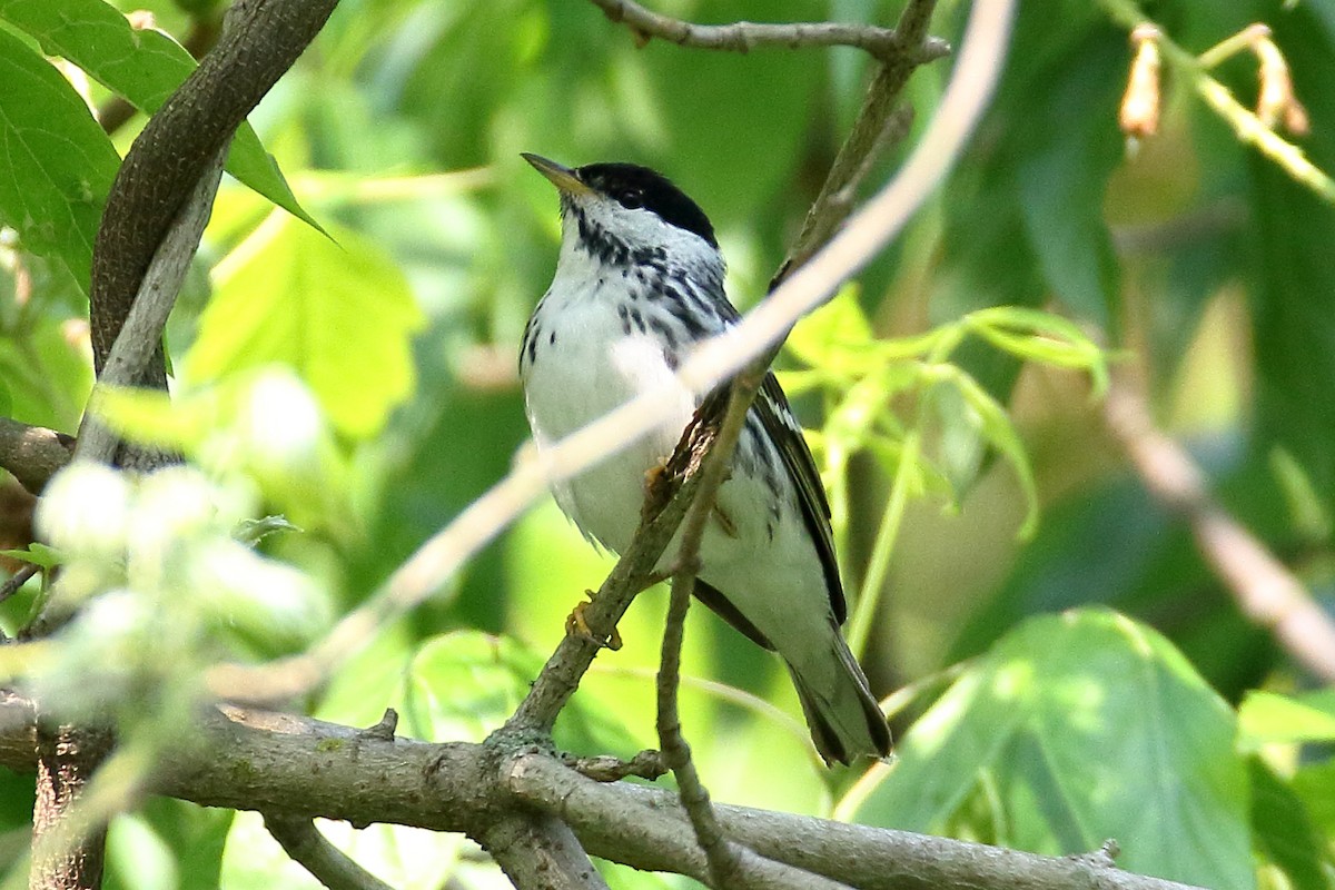 Maryland-DC Breeding Bird Atlas Checklist - 16 May 2023 - Susquehanna ...