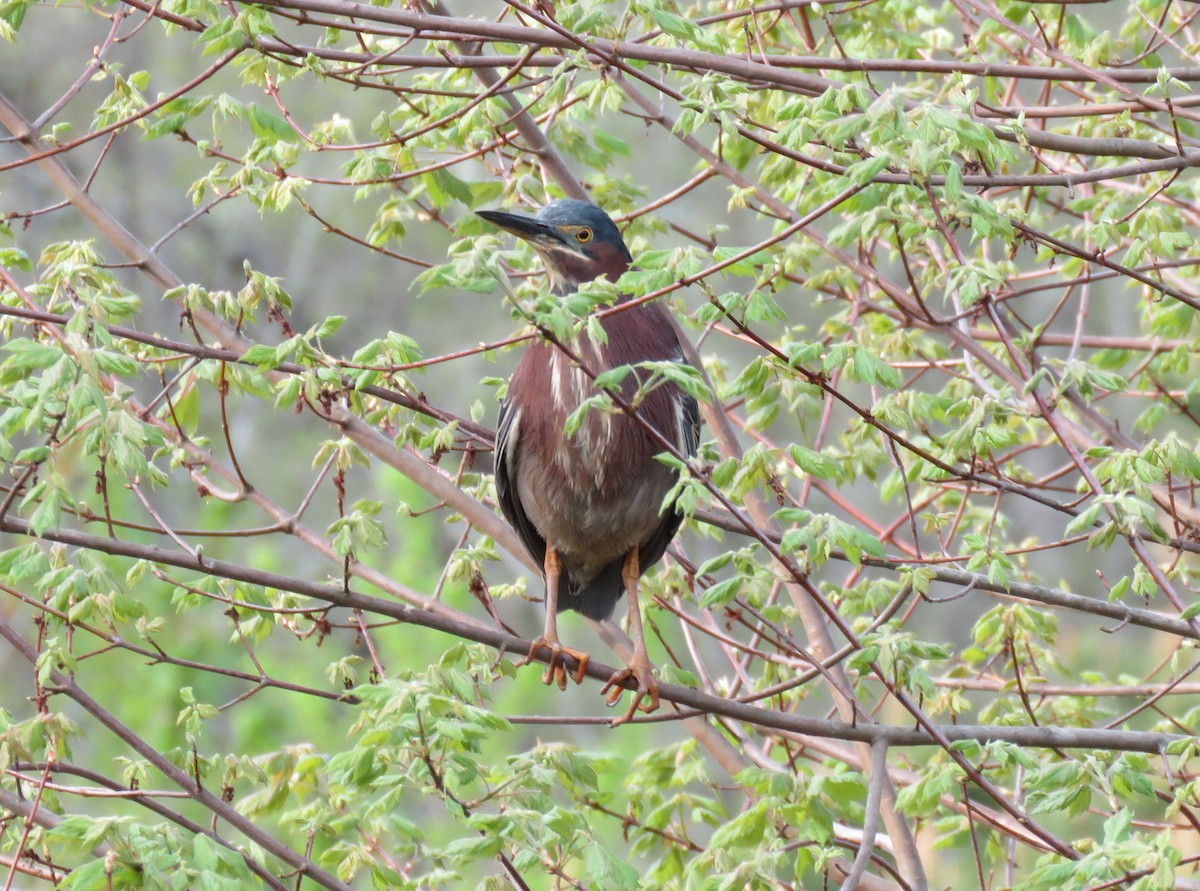 eBird Checklist - 16 May 2023 - Cold Brook Preserve - 38 species