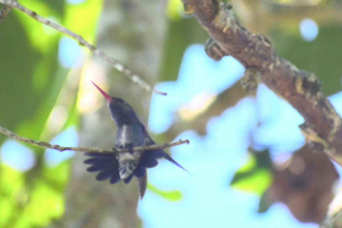 eBird Peru Checklist - 13 May 2023 - Finca Forestbambú - 13 species