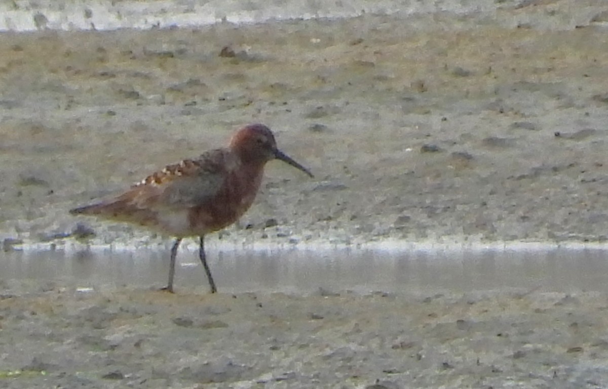 eBird Checklist - 16 May 2023 - Tomahawk Trail, Eastham - 30 species