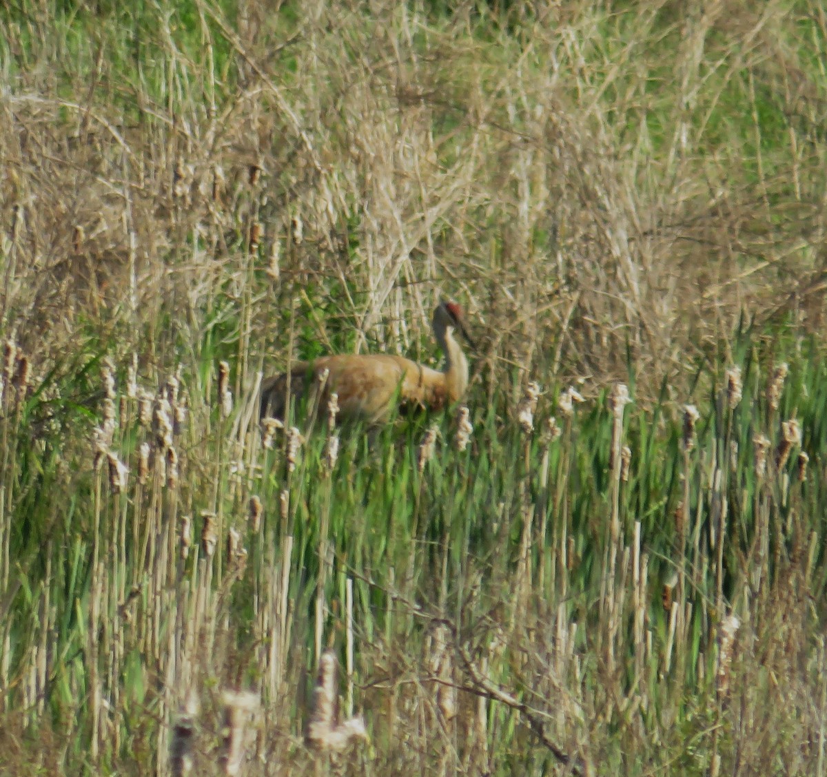 New York Breeding Bird Atlas Checklist - 16 May 2023 - Hurleyville ...