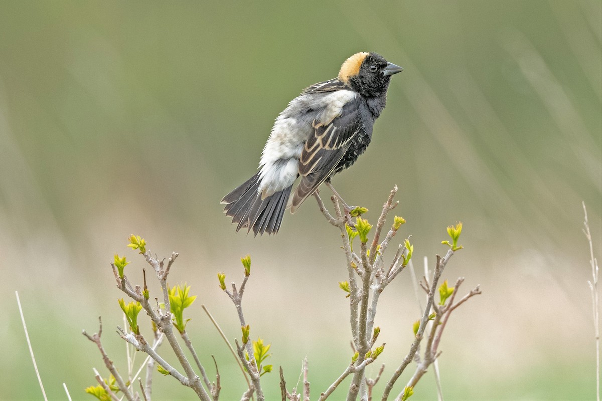 eBird Checklist - 16 May 2023 - Frank Shoemaker Marsh - 25 species