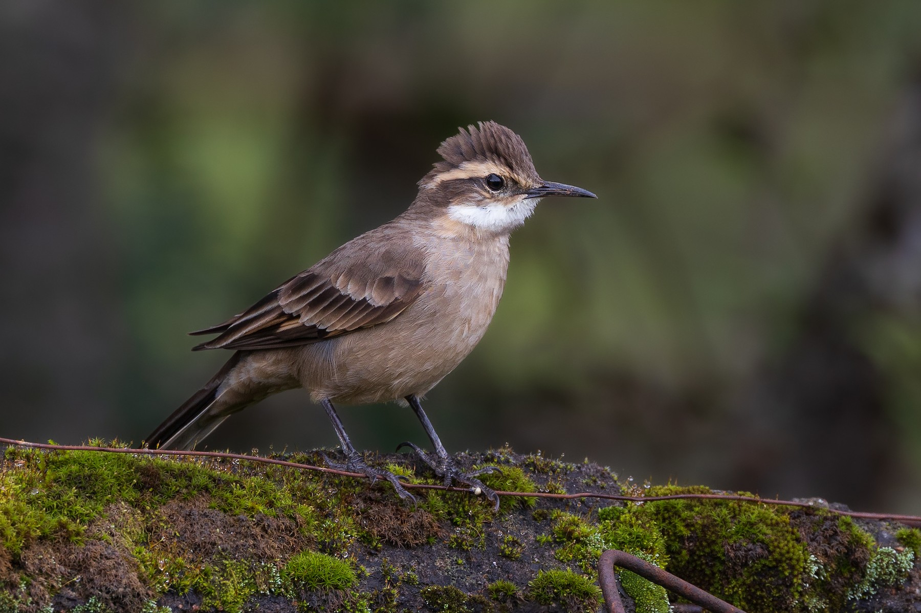 Long-tailed Cinclodes (Long-tailed) - eBird