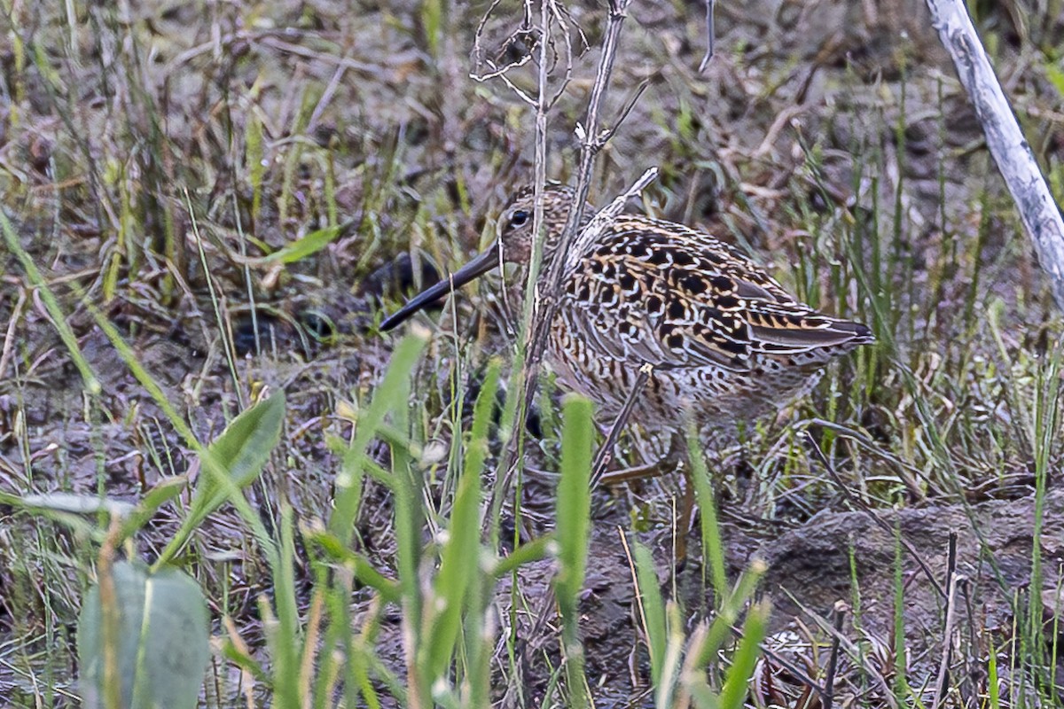 eBird Checklist - 13 May 2023 - Ottawa NWR--Wildlife Drive (Ottawa Co ...